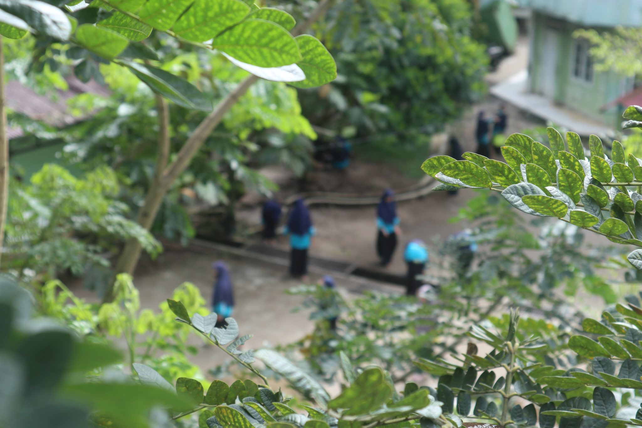 PRODUKTIF, GURU HASILKAN 30 KG TOGE – Diniyyah Pasia